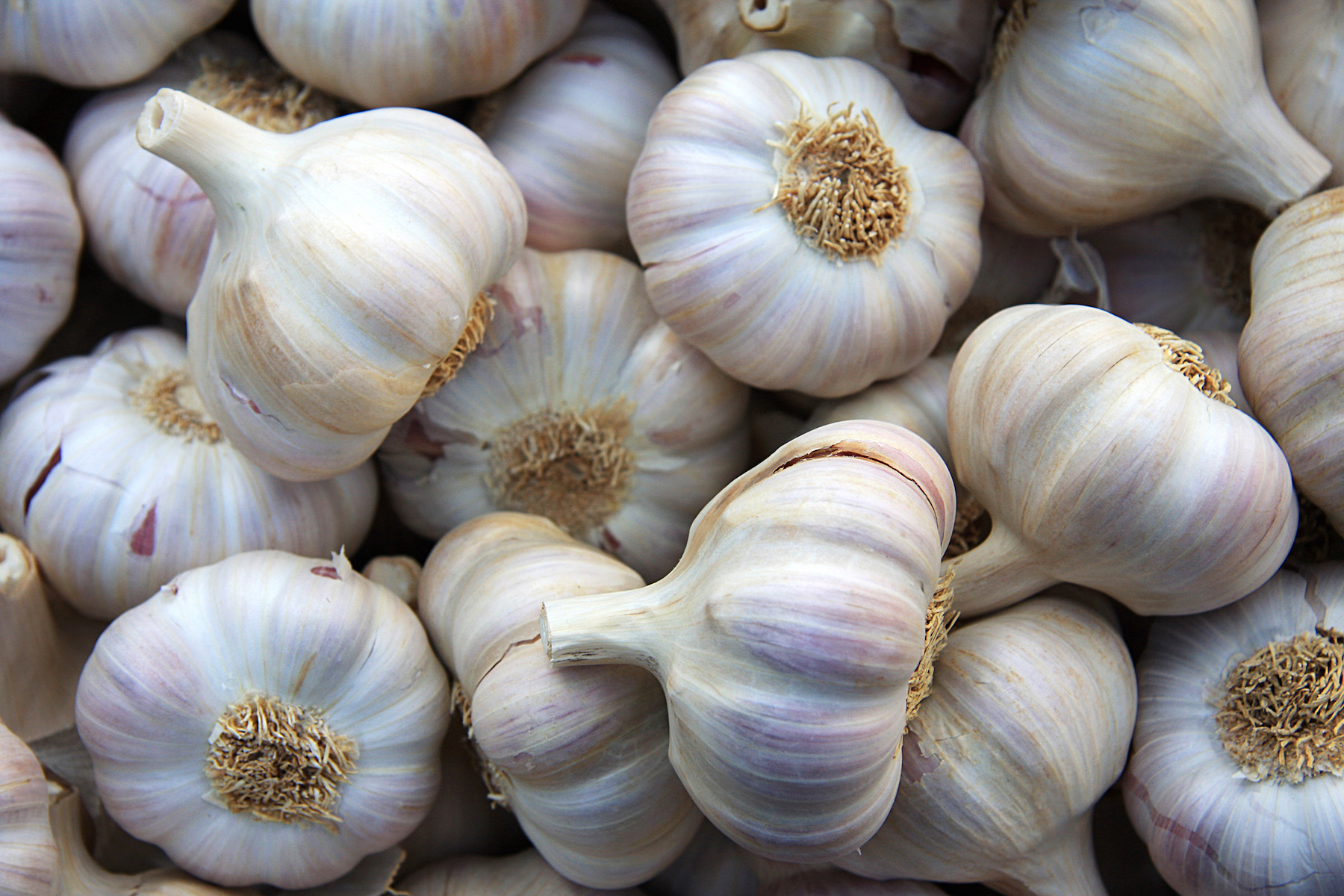 How To Dehydrate Garlic – Mother Earth News